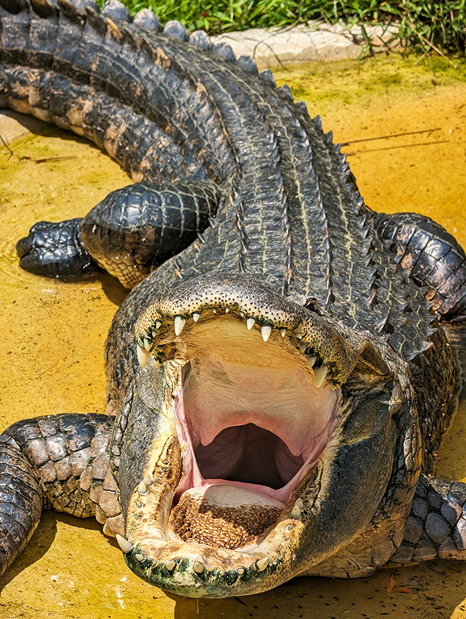 "Say AHHH!" This alligator's dental checkup is permanently on display, reminding visitors why Florida's apex predators deserve both respect and distance.