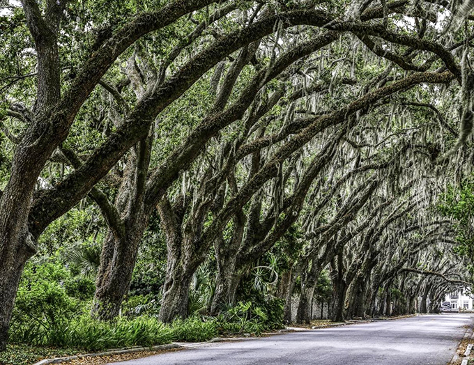 Nature's perfect archway forms a living tunnel that seems to lead visitors straight into another era entirely.