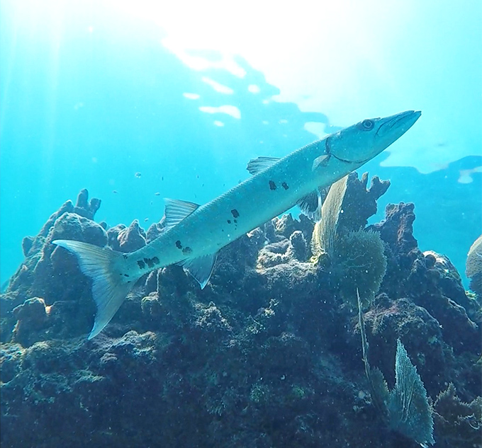 A sleek barracuda patrols the reef edge, one of many fascinating predators that make their home in the waters surrounding the statue.