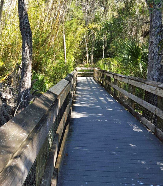 Boardwalks wind through the wetlands, letting you explore delicate ecosystems without disturbing them, which is basically the outdoor equivalent of looking but not touching in a fancy store.
