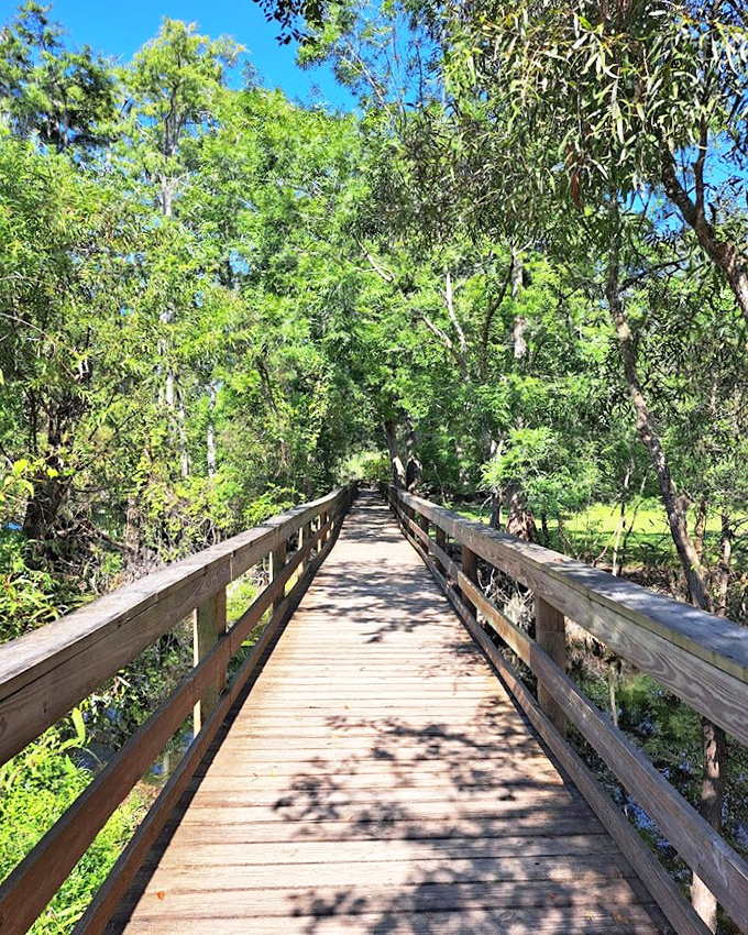 Sunlight dapples through the trees onto this boardwalk, creating nature's own version of a disco floor.