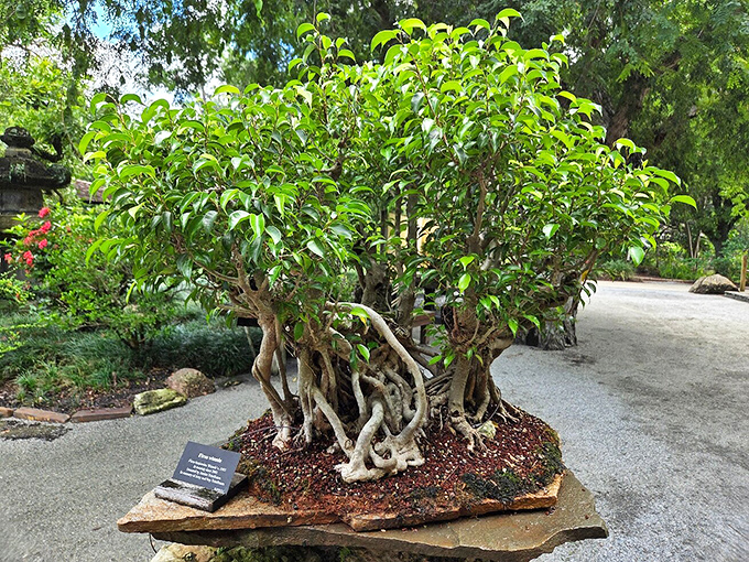 Tiny trees with enormous personalities &ndash; like botanical celebrities who've mastered the art of aging gracefully.