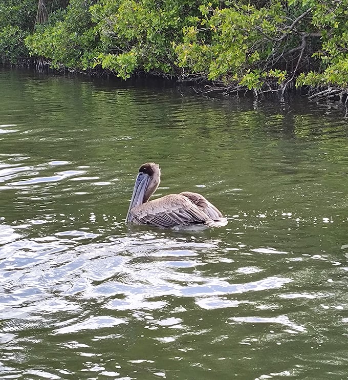 The resident brown pelican floats regally on the lagoon, looking like nature's perfect fishing machine designed by an eccentric engineer.