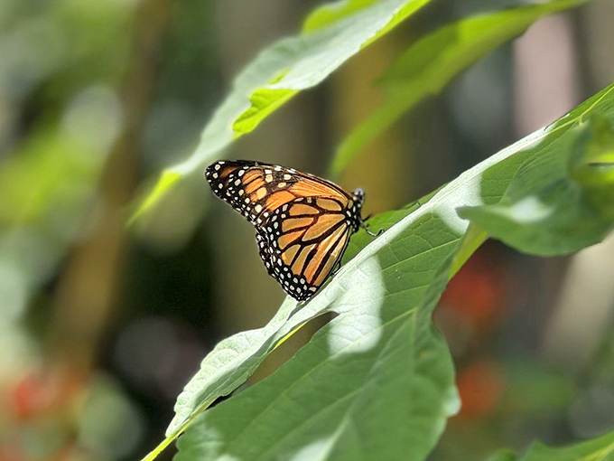This monarch butterfly isn't just resting &ndash; it's showcasing nature's perfect color coordination against a backdrop of vibrant green.