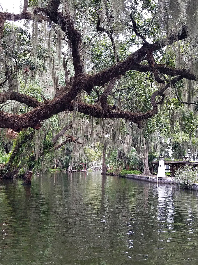 Ancient oaks create a living archway over the canal, their moss-draped branches reaching across the water in a centuries-old embrace.