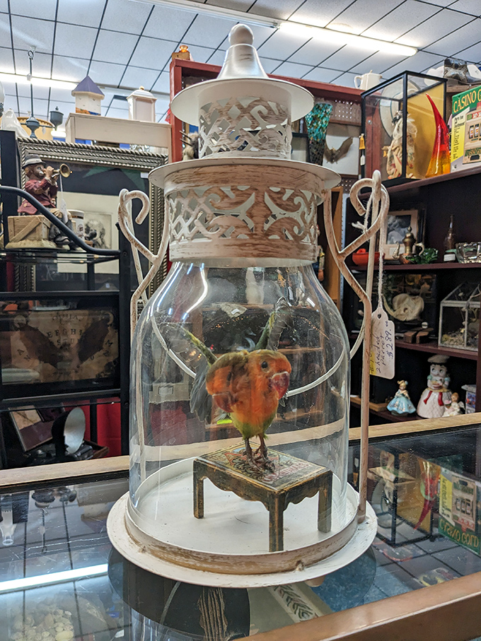 This preserved bird under glass isn't just taxidermy – it's Victorian fascination with natural history, frozen in time and oddly captivating.