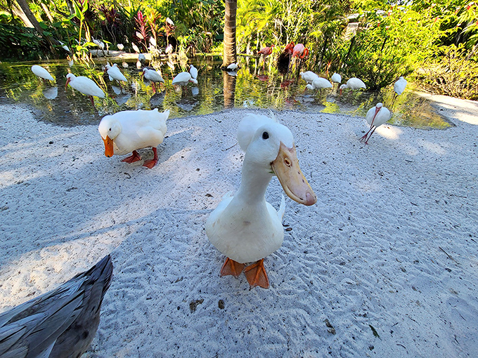 The garden's duck welcoming committee approaches visitors with waddling confidence, their expressive faces full of curious personality.