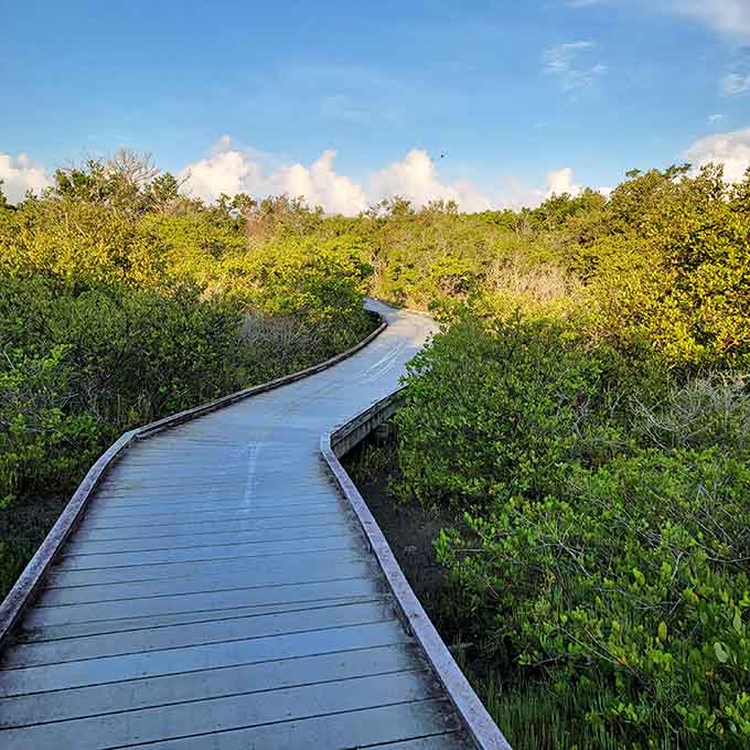 The boardwalk extends into the distance like an invitation, beckoning you deeper into mangrove forests where time moves differently.