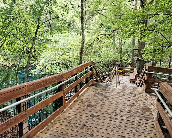 This elevated walkway provides front-row seats to Florida's geological theater, where water has sculpted limestone for millennia.