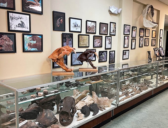 Prehistoric fossils remind visitors that Florida's history stretches back millions of years before the first snowbird migration.