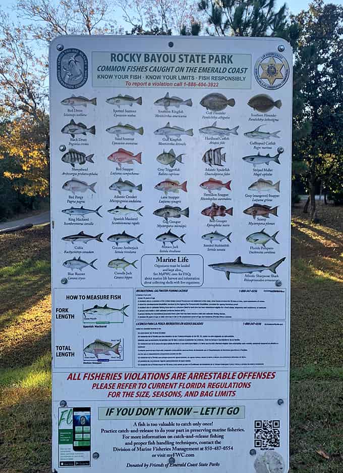 This comprehensive fish guide helps anglers identify their catch, because "it was this big" works better with actual species names attached.