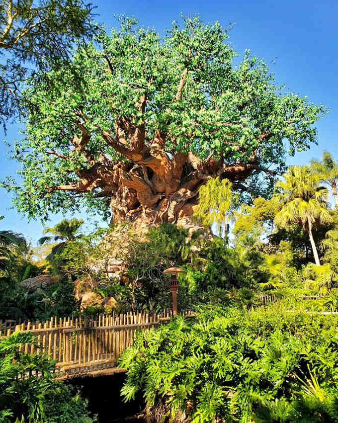 From this vantage point across the bridge, you can appreciate the Tree of Life's perfect proportions and how it anchors the entire park.