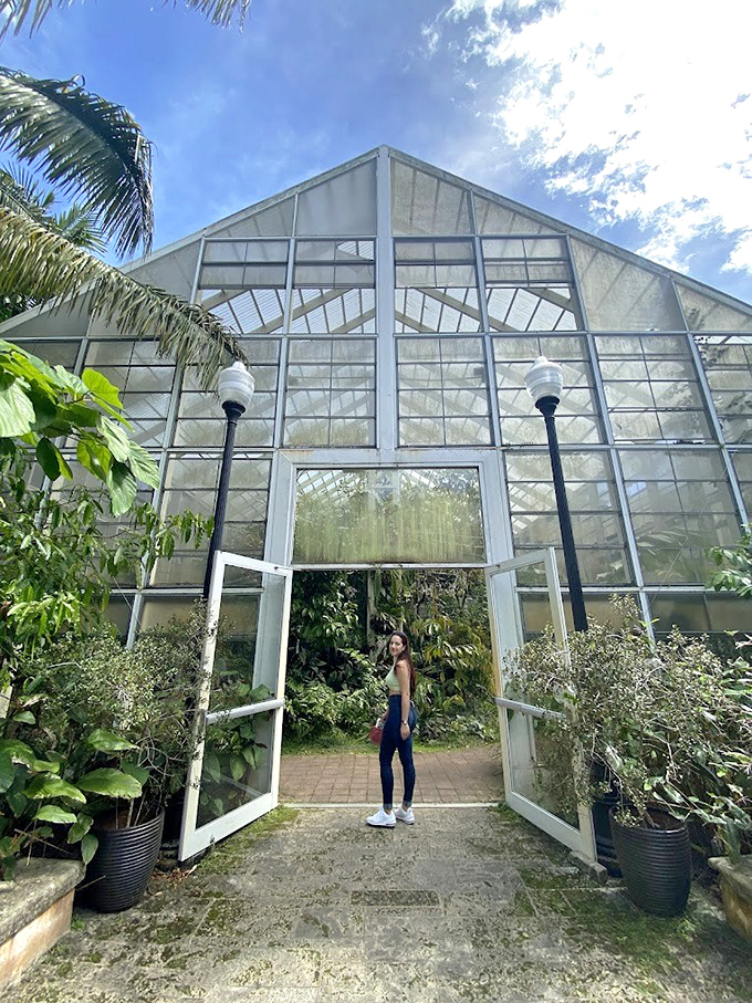 The glasshouse stands like a crystal palace, its transparent walls housing botanical treasures too delicate for Florida's occasional temperature tantrums.