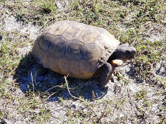 Ancient Florida resident on patrol – a gopher tortoise demonstrates the unhurried pace that makes Blind Pass Beach so refreshingly different.