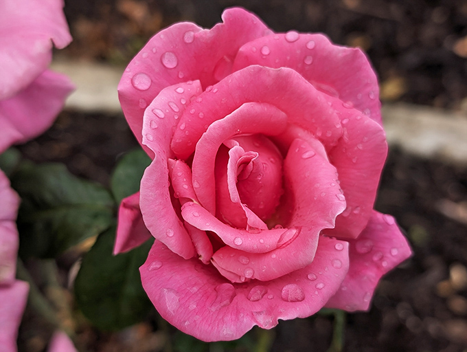 This pink beauty demonstrates why roses have been the go-to flower for romance since before greeting cards were invented.