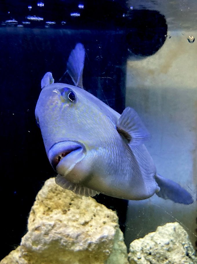 This grey triggerfish has that perpetually grumpy expression that somehow makes it even more endearing to observe up close.