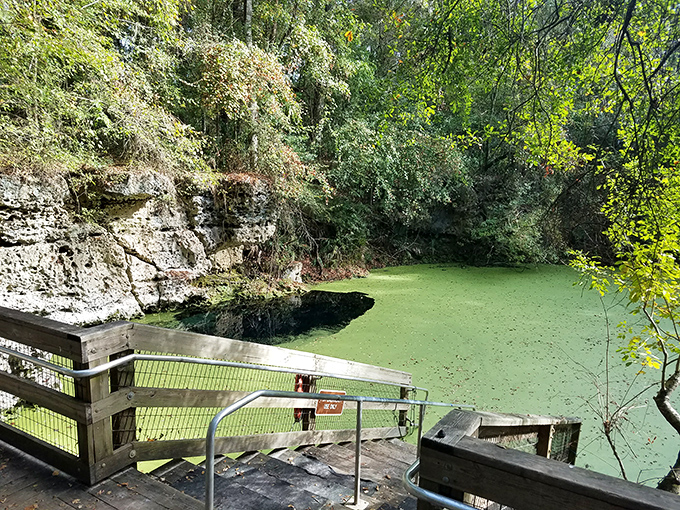 Emerald duckweed frames the sapphire spring like nature's own picture frame, highlighting the dramatic contrast of Peacock's underwater entrance.