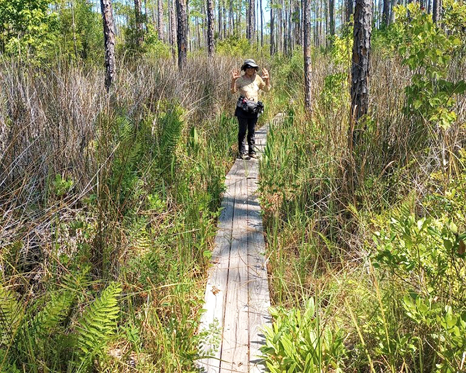 High Bluff Trail's narrow boardwalk invites brave explorers to venture where solid ground surrenders to the whims of water.