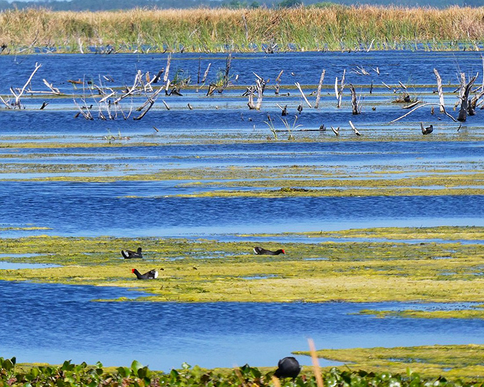Lake Apopka's north shore stretches into the distance where water meets sky, creating horizons that seem to promise endless possibilities and bird sightings.