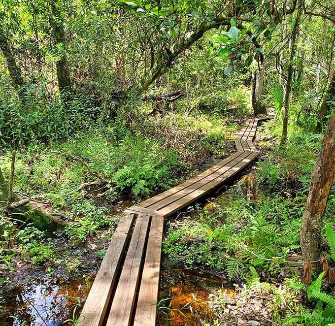This wooden boardwalk keeps your feet dry while letting you peek into the wetlands, like a backstage pass to nature's own production.