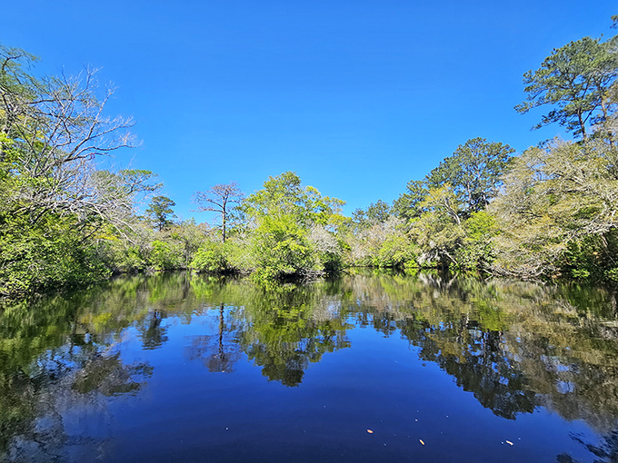 Sopchoppy's waterways create perfect mirrors for towering trees, where the boundary between earth and sky becomes delightfully blurred.