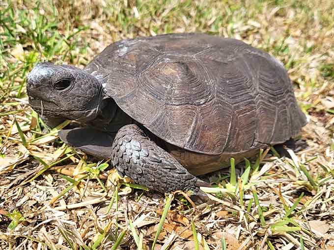 This gopher tortoise has been crossing trails since before trails were cool, moving at a pace that reminds us all to slow down.