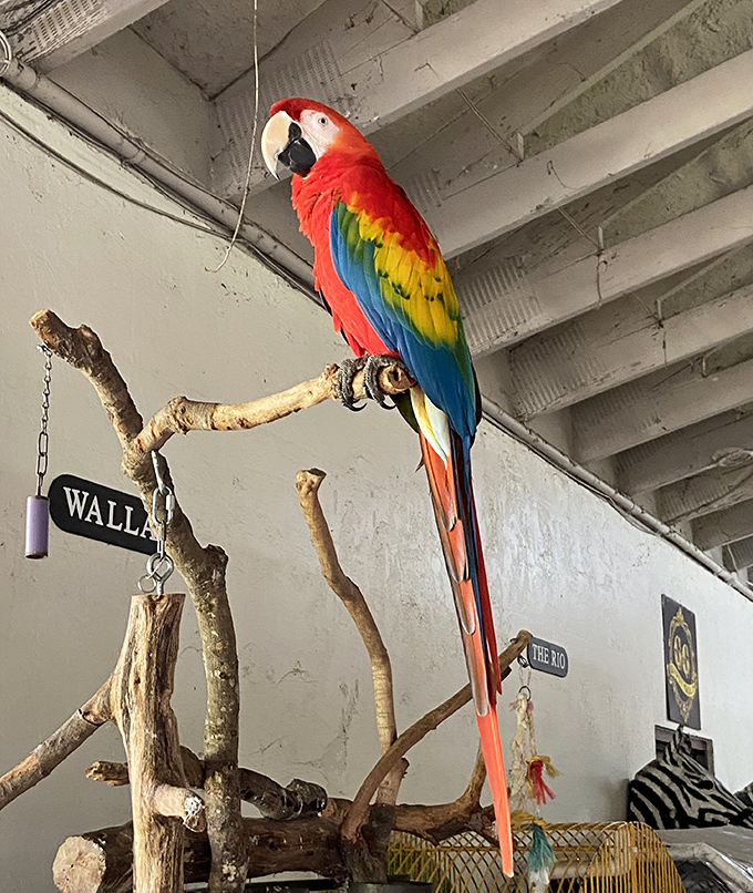 Meet the farm's colorful security system: this macaw alerts staff to visitors by shouting "Fresh victims for horse selfies have arrived!"