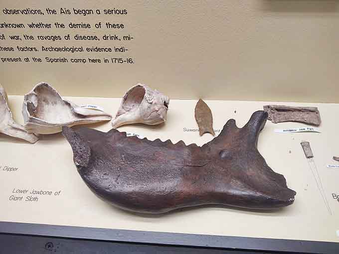 Animal bones and shells tell environmental stories about life along Florida's coast during the colonial era.