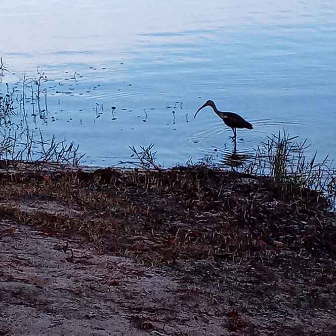 The glossy ibis wades through shallows like a patient fisherman, demonstrating that good things come to those who wait and wade.