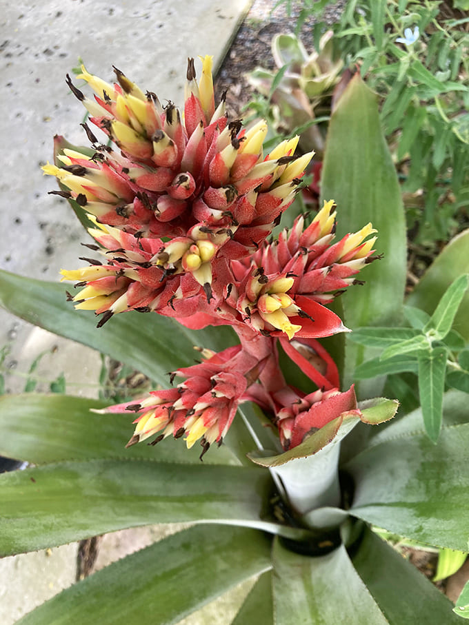 Unusual tropical blooms showcase the incredible plant diversity found here, reminding visitors that nature's creativity far exceeds our own.