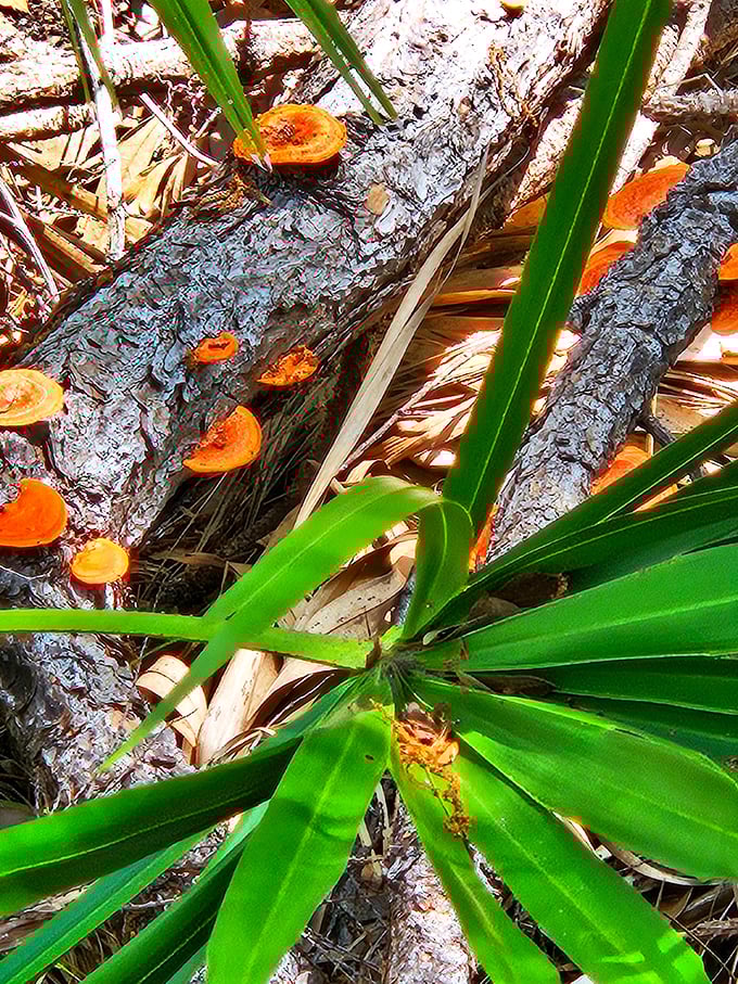 Nature's jewelry: Vibrant orange fungi transform fallen logs into works of art, proving beauty can be found in the most unexpected places.