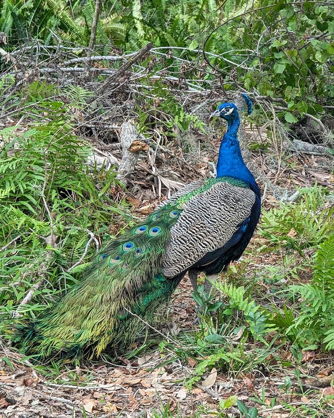 A peacock struts through the underbrush, nature's fashion model showing off colors that would make any designer jealous.