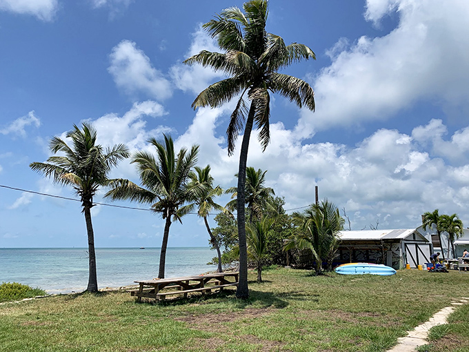 Palm trees standing tall against a perfect blue sky—nature's own welcome committee to this historic island.