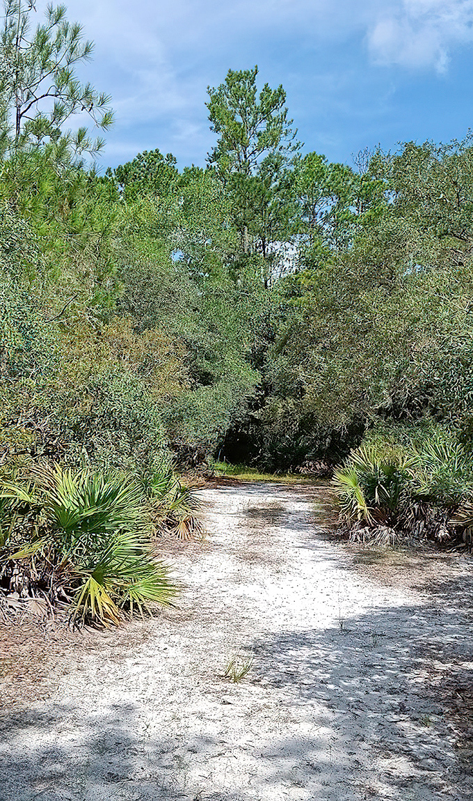 Sandy trails wind through scrubland &ndash; Florida's version of a desert hike, just with more humidity and fewer cacti.