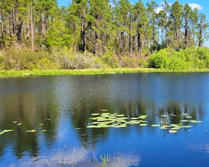 Serene waters reflect Florida's natural beauty &ndash; a reminder that the state offers more than just theme parks and beaches.