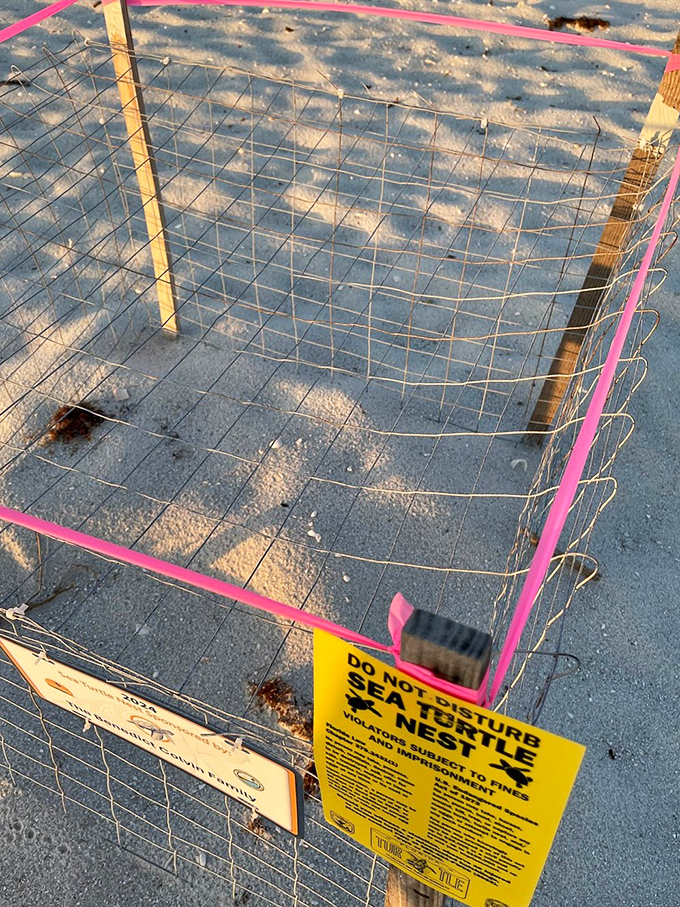 Protected nursery: A sea turtle nest sanctuary cordoned off with warning signs &ndash; nature's version of a "Do Not Disturb" hotel door hanger.