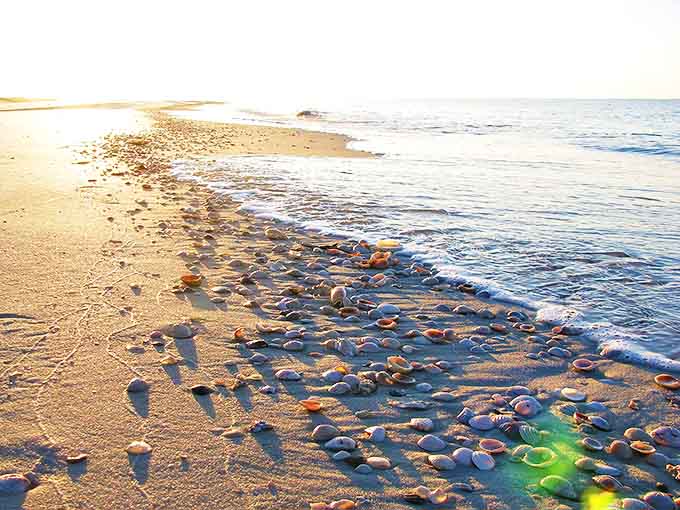Nature's jewelry box spilled across the sand, where each shell tells a story of ocean journeys and distant shores.