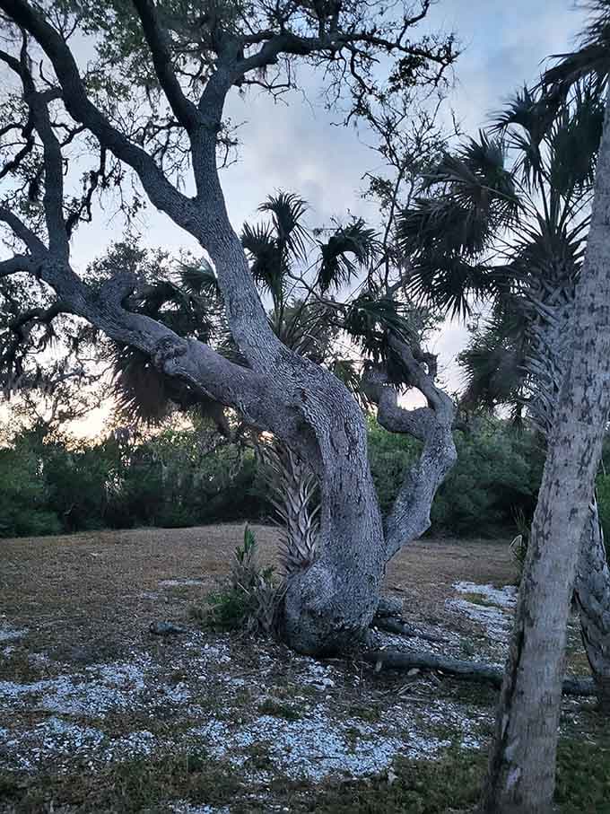 The Southern Live Oak spreads its massive limbs with the confidence of a tree that's been here long enough to know it's not going anywhere.