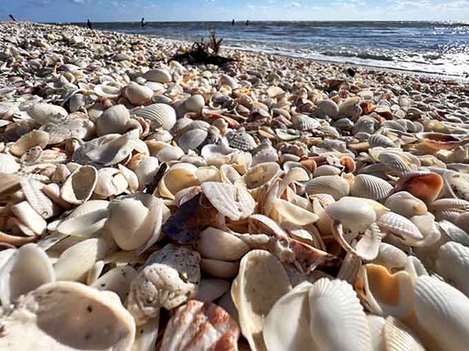 Shells: Nature's jewelry box spilled across the sand, each tiny calcium masterpiece telling stories of deep ocean journeys and lucky landings.