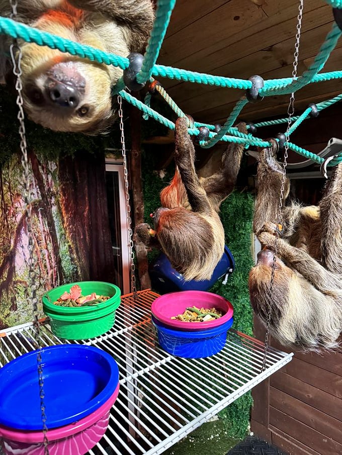 Sloths hang from colorful ropes above feeding stations, demonstrating the sanctuary's thoughtful habitat design for each species' unique needs.
