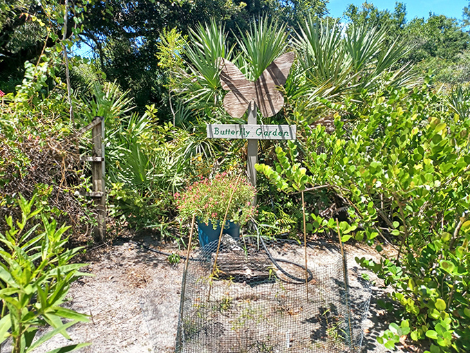 The butterfly garden stands ready to welcome its fluttering guests, a carefully curated buffet for nature's most ephemeral diners.