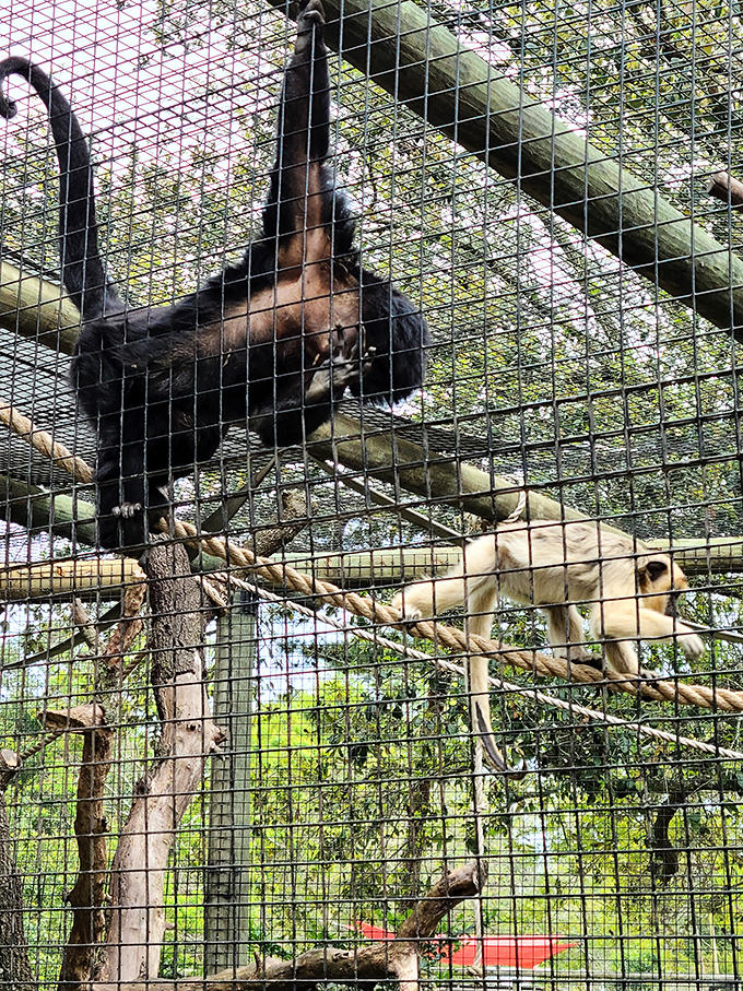 Monkey business at its finest &ndash; these aerial acrobats make your childhood tree-climbing attempts look embarrassingly amateur.