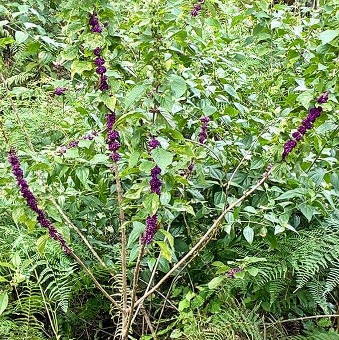 American beautyberry clusters like purple jewels, proving nature has better taste in accessories than most of us.