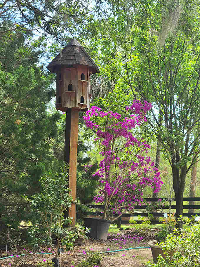 Lily pads float like green dinner plates on mirrored waters, their perfect circles creating nature's polka-dot pattern.