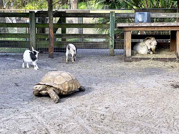 Nature's odd couple: The tortoise moves with ancient wisdom while goats provide comic relief in this delightful wildlife encounter area.