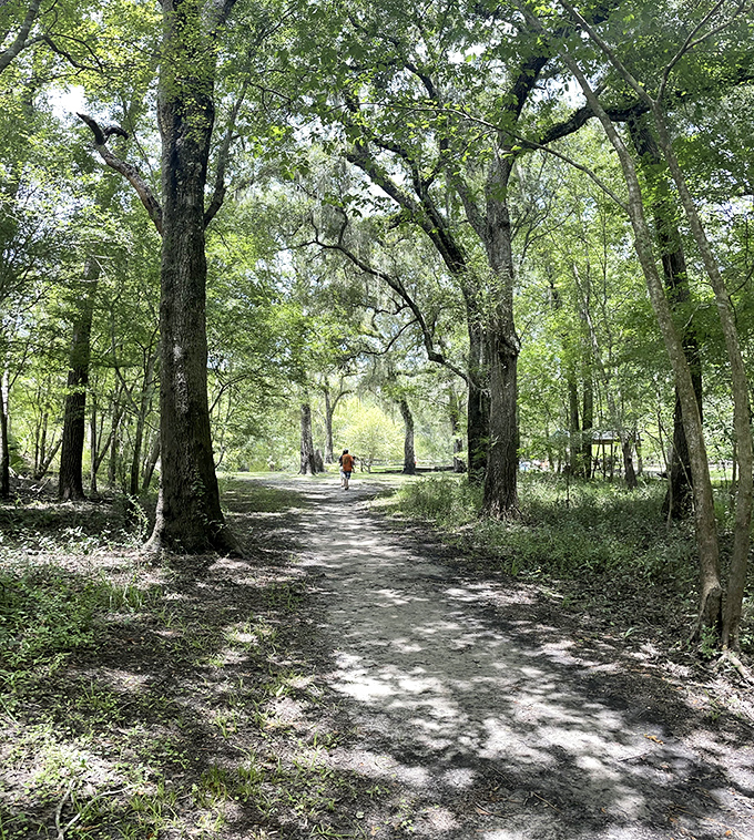 Dappled sunlight creates natural spotlights on this serene trail, where footsteps fall softly on paths walked for thousands of years.