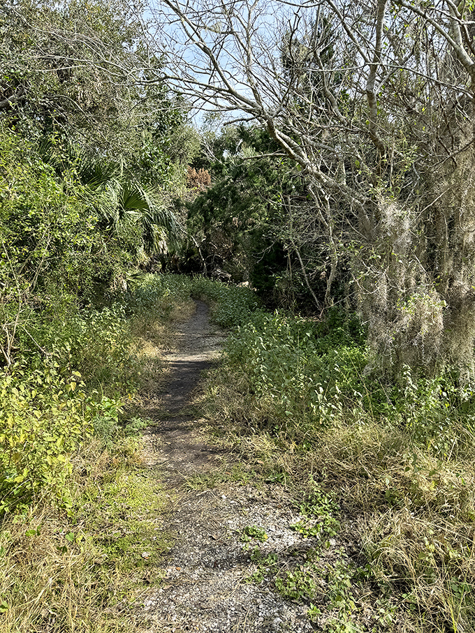 This humble trail promises adventure just around the bend, where wilderness whispers secrets to those patient enough to listen.