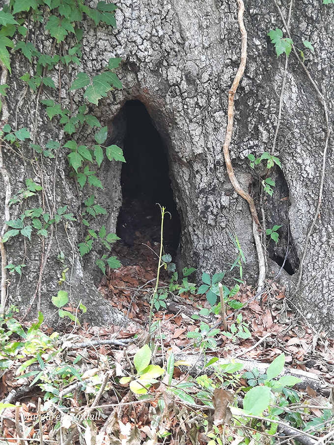 Tree hollow: Nature creates its own mysterious chambers, echoing the human impulse to shape and hollow that inspired the mound builders.