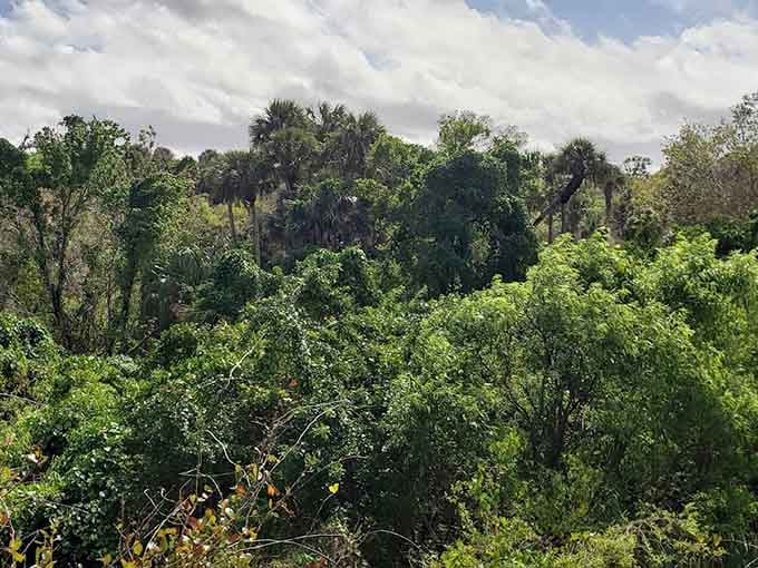 Dense vegetation creates a green wall that makes you feel like you've stumbled into a secret garden, minus the orphans and British accents.