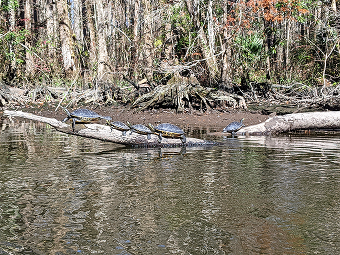 Turtle condominiums &ndash; where the residents pay rent in adorable poses and synchronized diving exhibitions for passing kayakers.